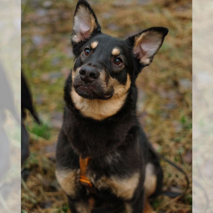 Щенок в добрые руки