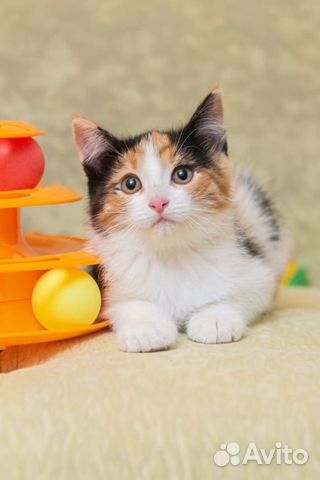 Трехцветная котёнок Веста в добрые руки