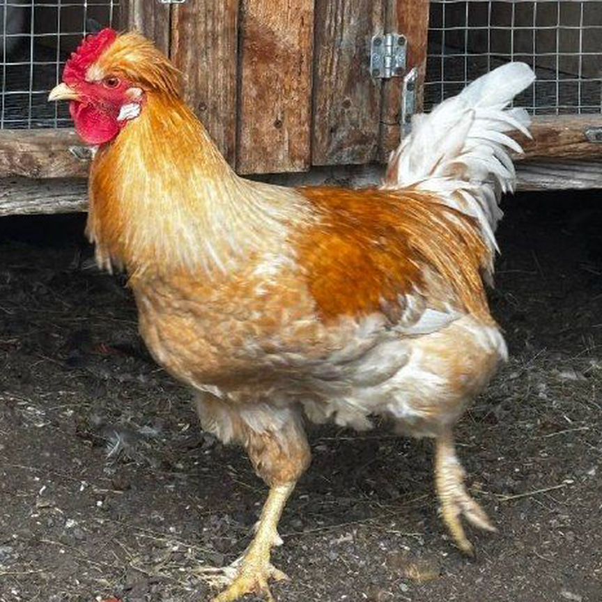 Продам молодого петуха