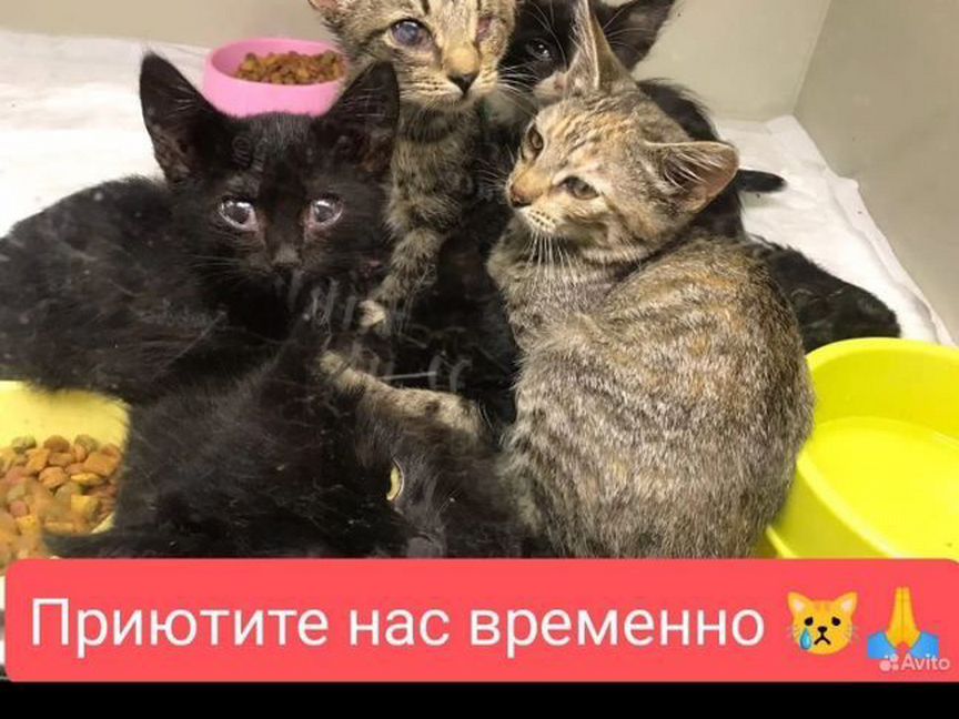 Котята-смертники