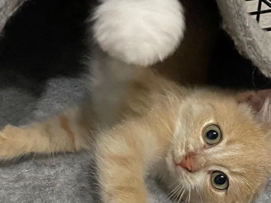 Котята в добрые руки приучены к лотку