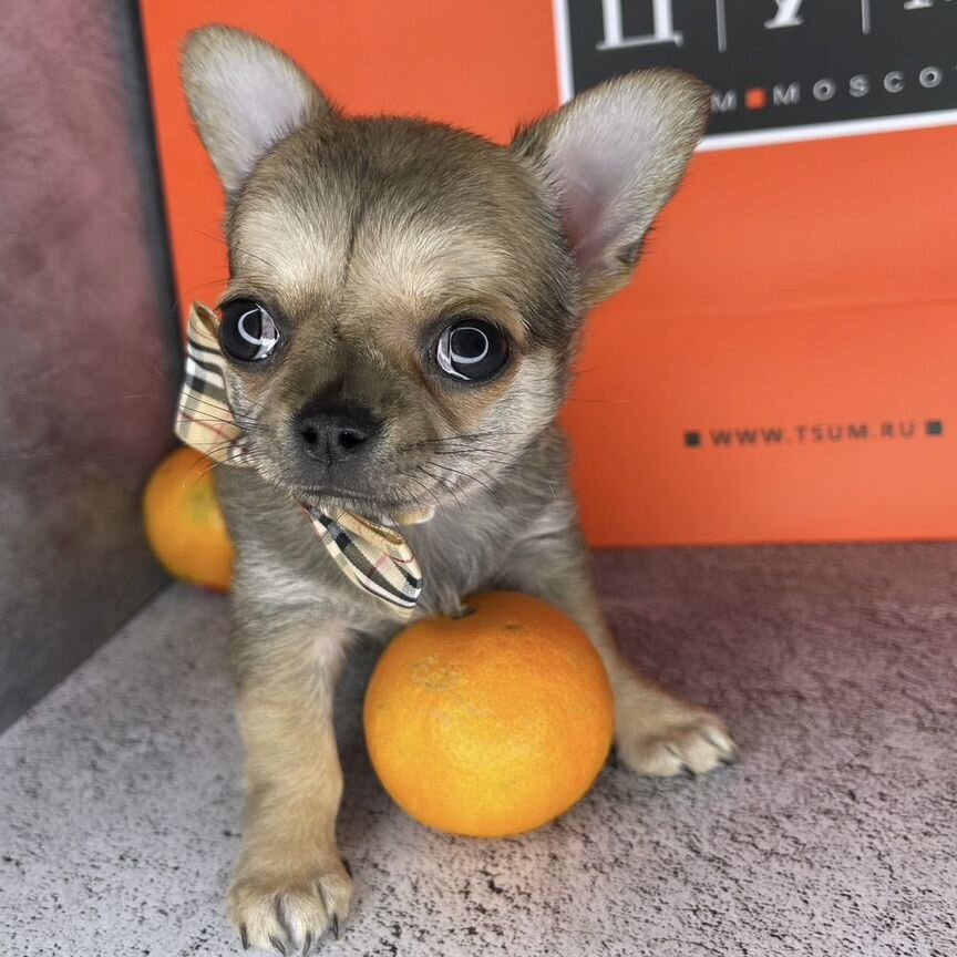 Мини крошечный малыш чихуахуа