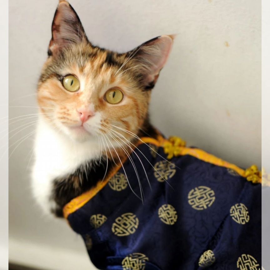 Неповторимая Лилу