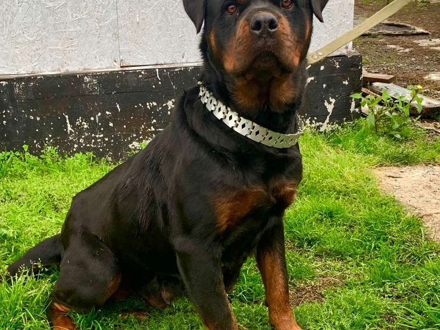 Щенки ротвейлера продажа