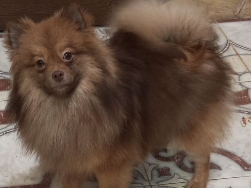 Шпиц мальчик