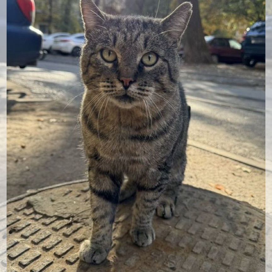 Кот Васенька в добрые руки