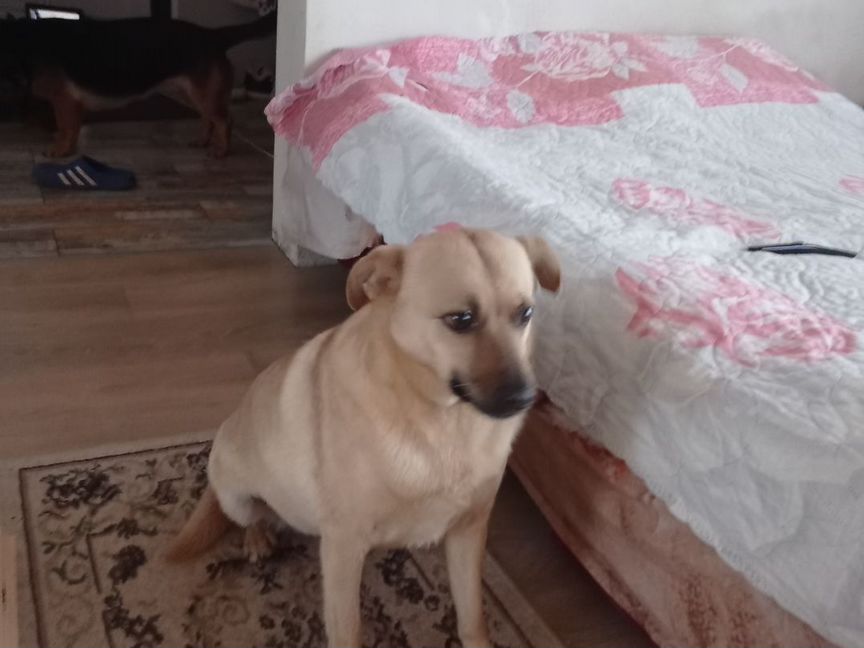 Собака в добрые руки