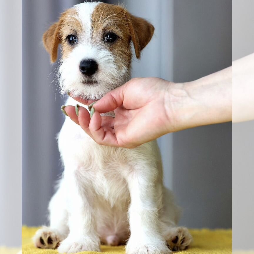 Джек-рассел-терьер, щенок