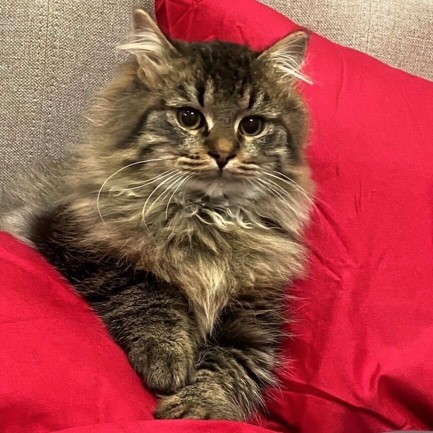 Сибирский котёнок