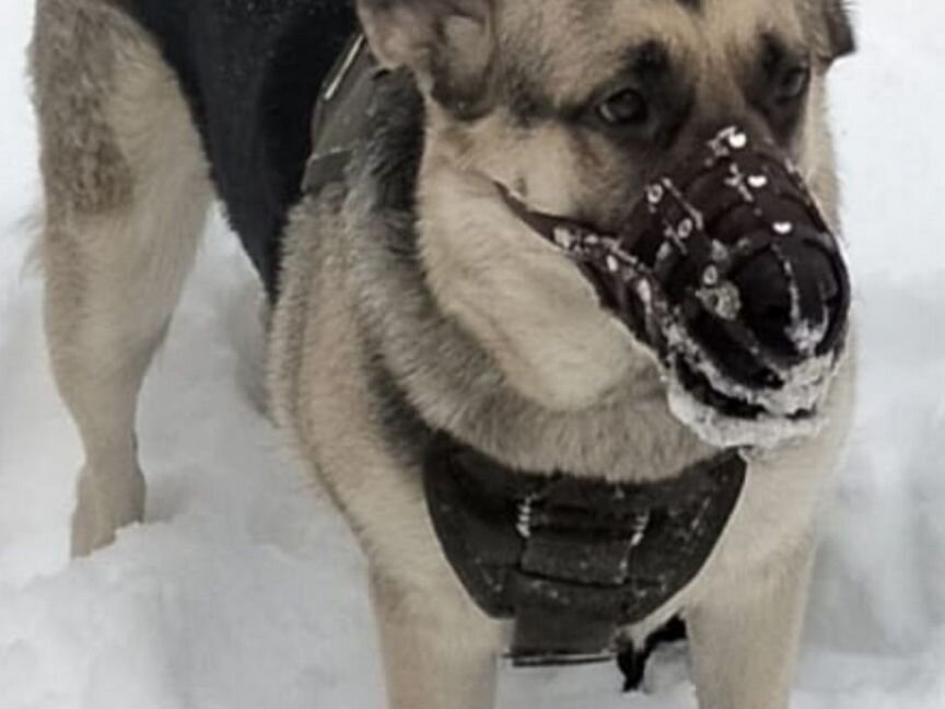 Восточноевропейская овчарка, 2 года