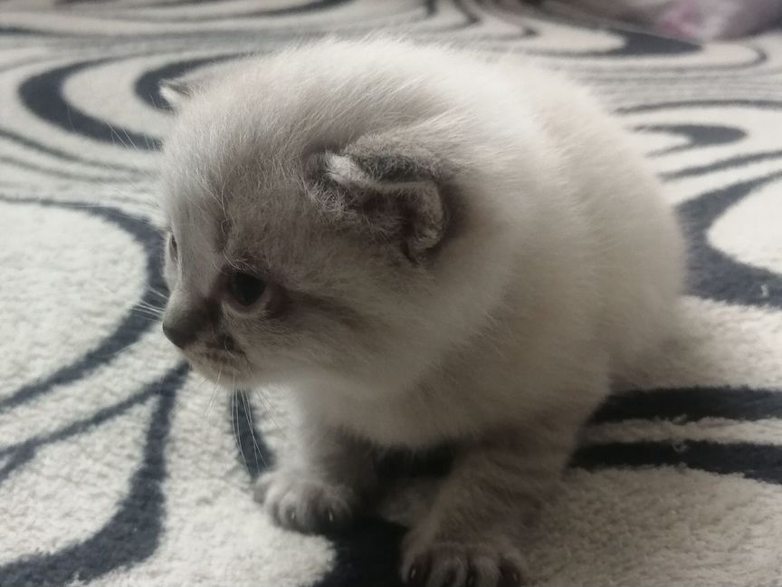 Шотландские котята