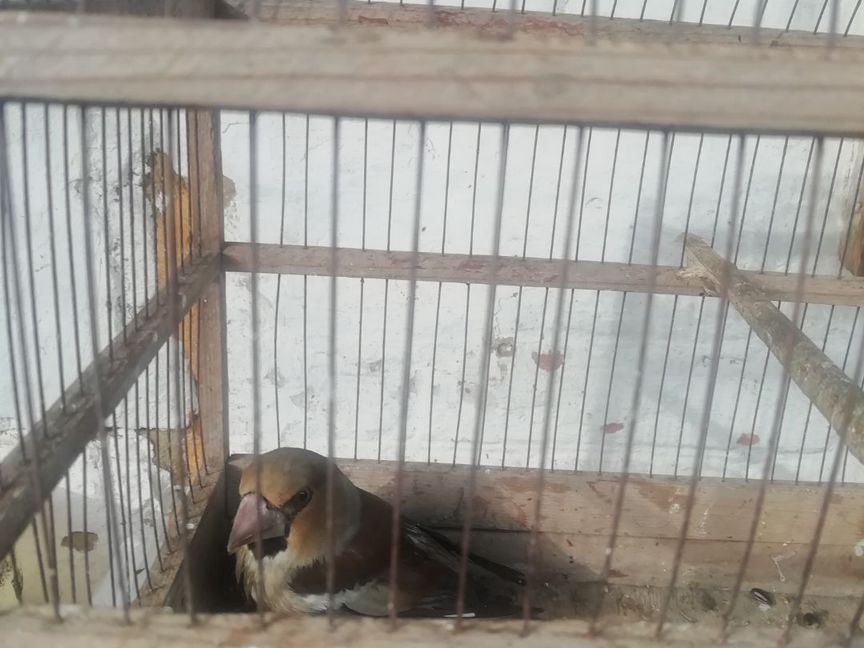 Продам двух чижиков и самку дубоноса