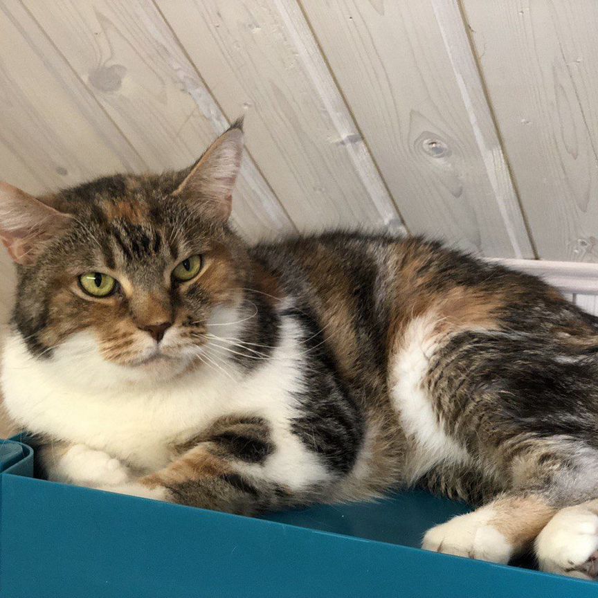 Роскошная Джина ищет дом