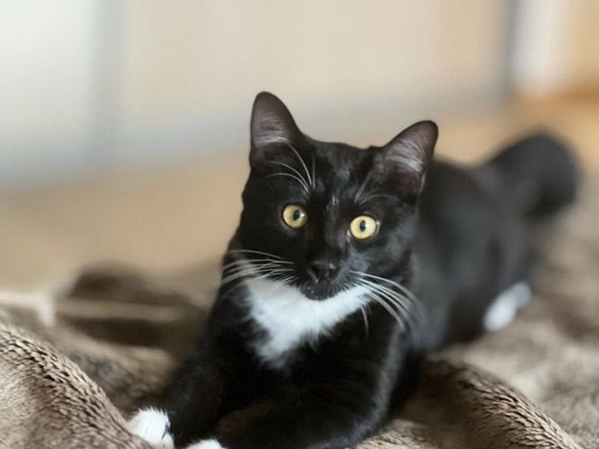 Котик в добрые руки