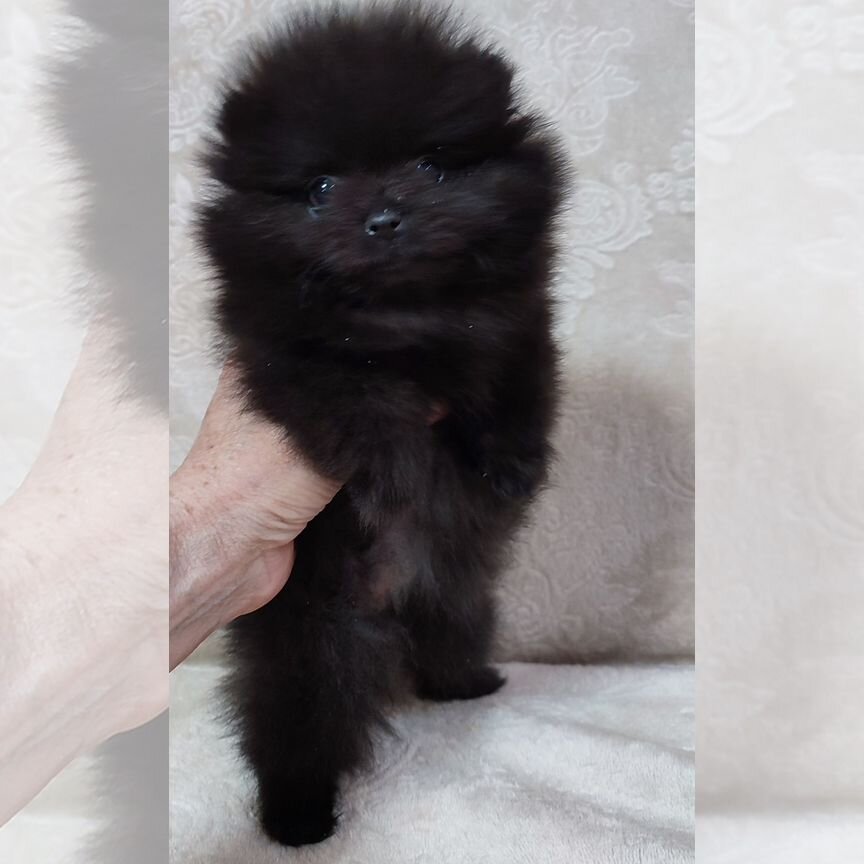 Померанский шпиц, щенок