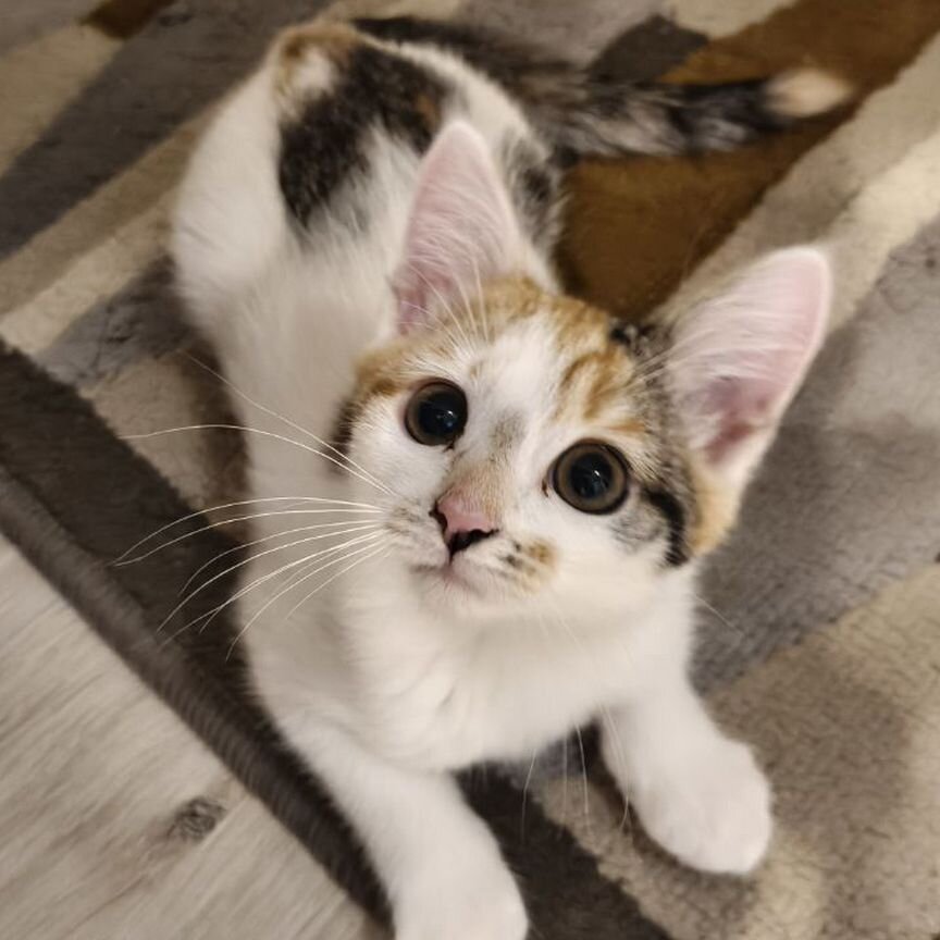 Котёнок в добрые руки