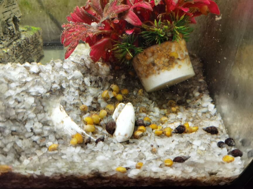 Килограмм улиток - сдам на опыты