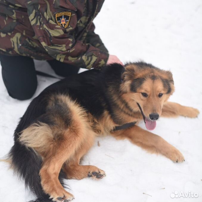 Красавец Гарик в добрые руки