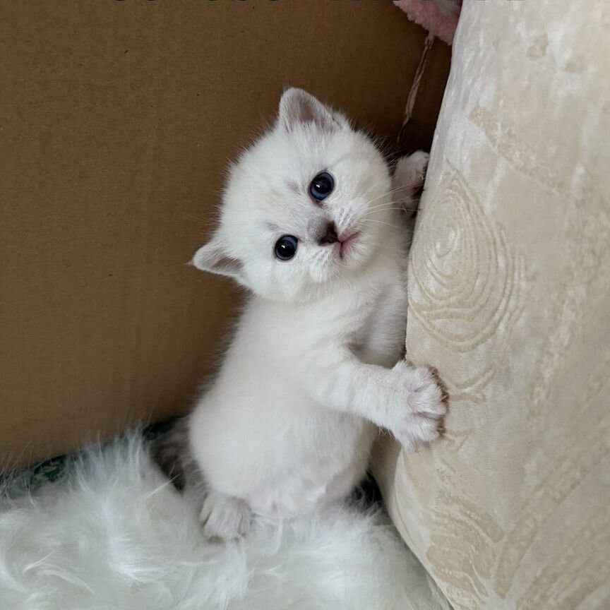 Котята Шотландские шиншиллы