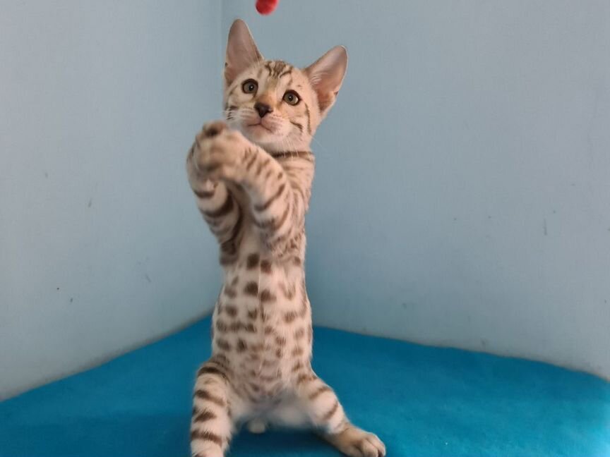 Снежный барс