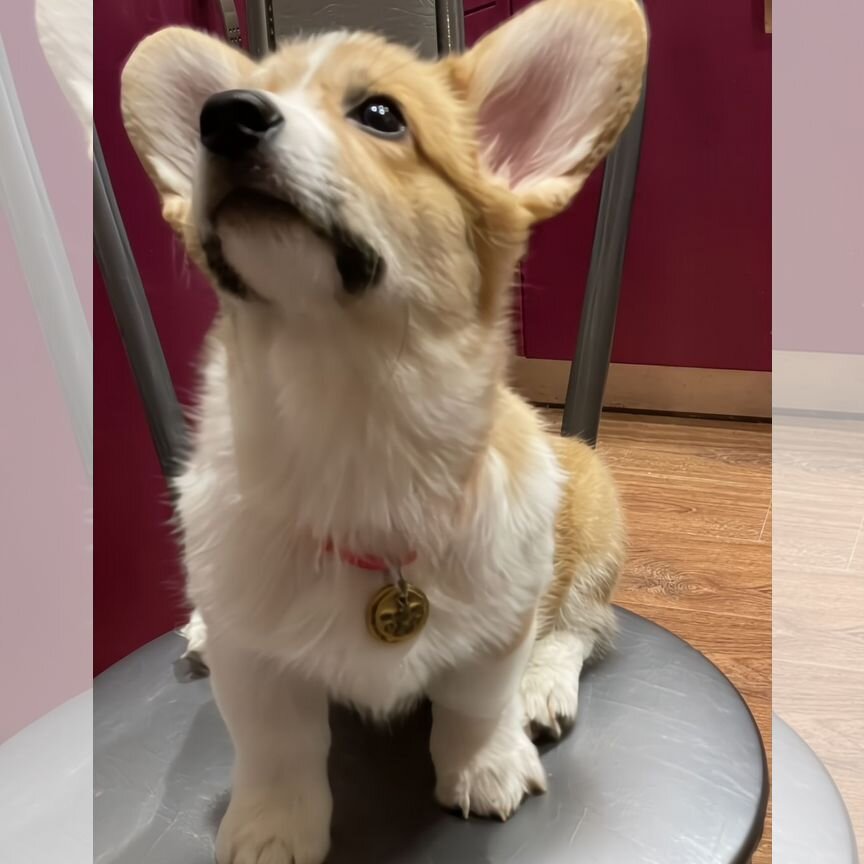 Вельш Корги Пемброк, щенок