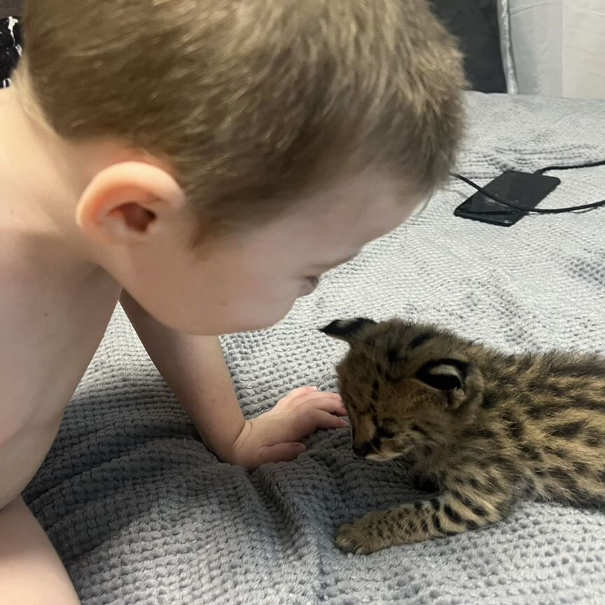 Саванна котёнок