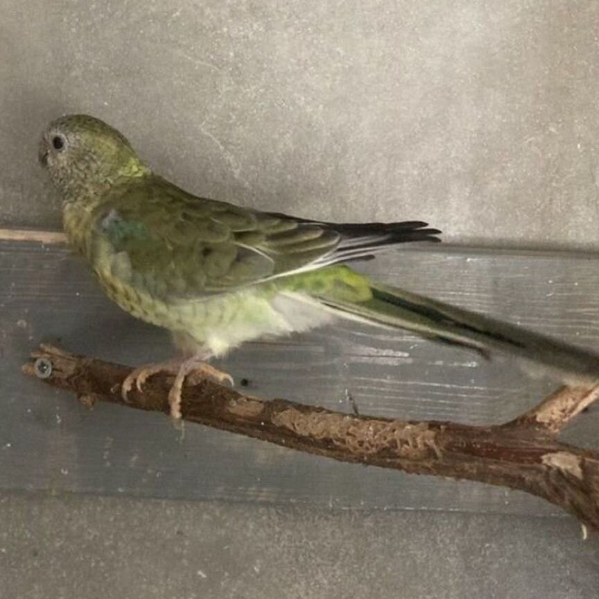 Певчий попугай самка и самец