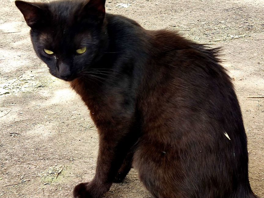 Черный кот в добрые руки