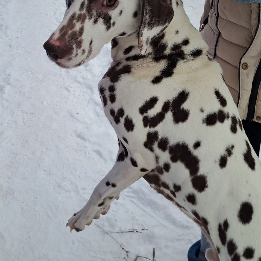 Продам долматинца