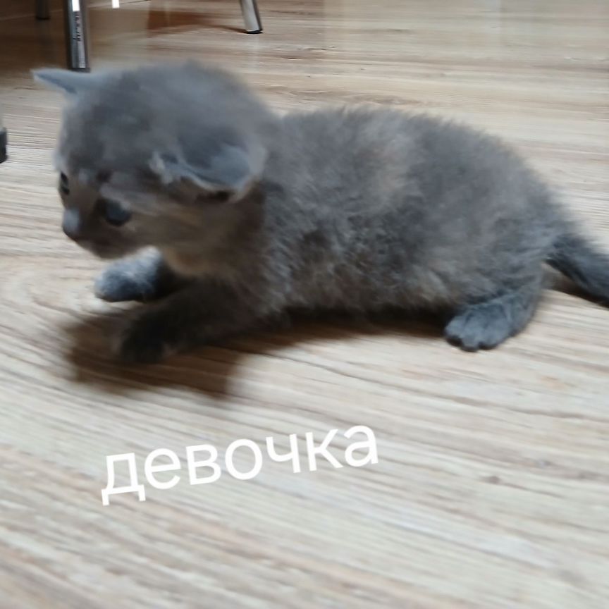 Котята в добрые руки бесплатно