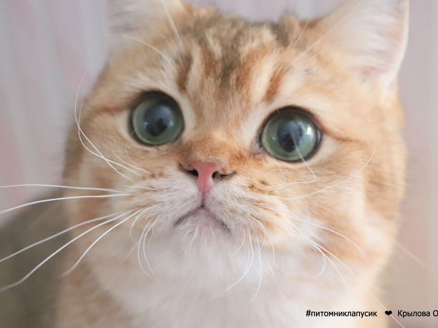 Золотой британский мальчик, в любимцы