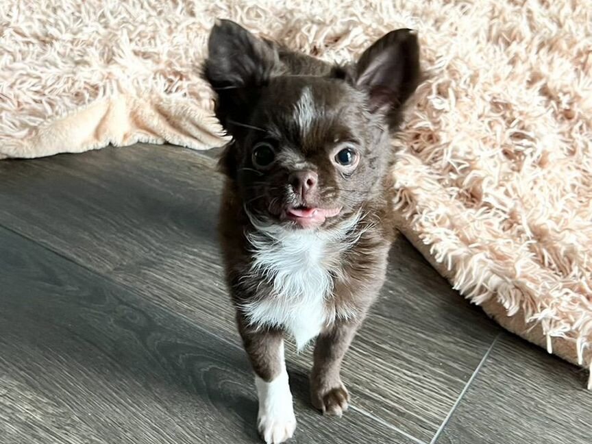 Мальчик чихуахуа