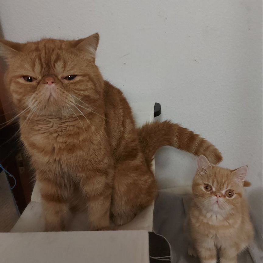 Экзотический короткошёрстный котёнок