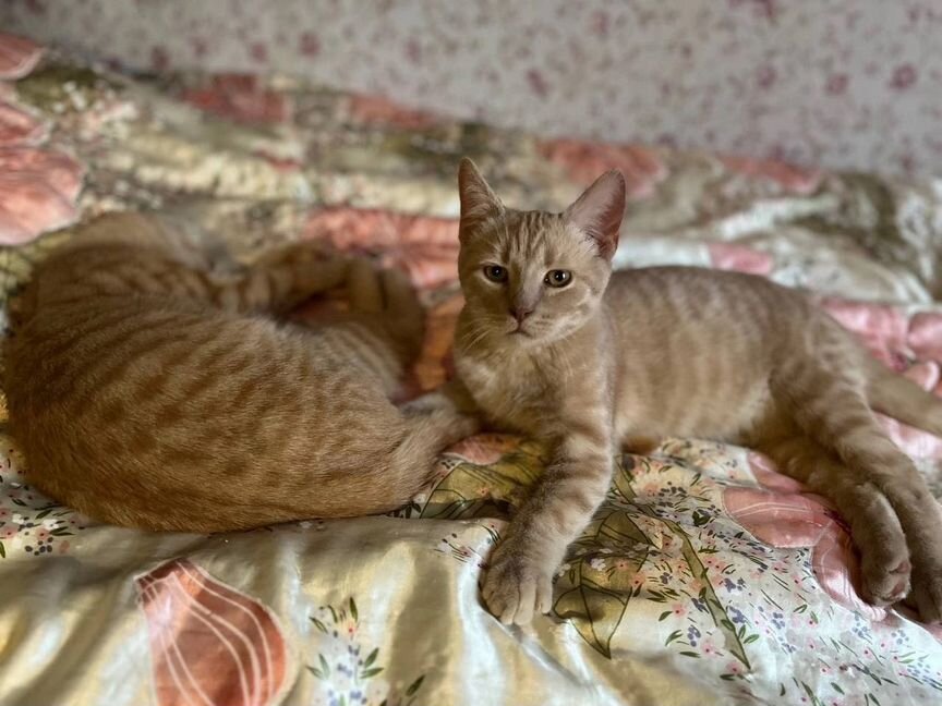 Два ласковых котика могут оказаться на улице