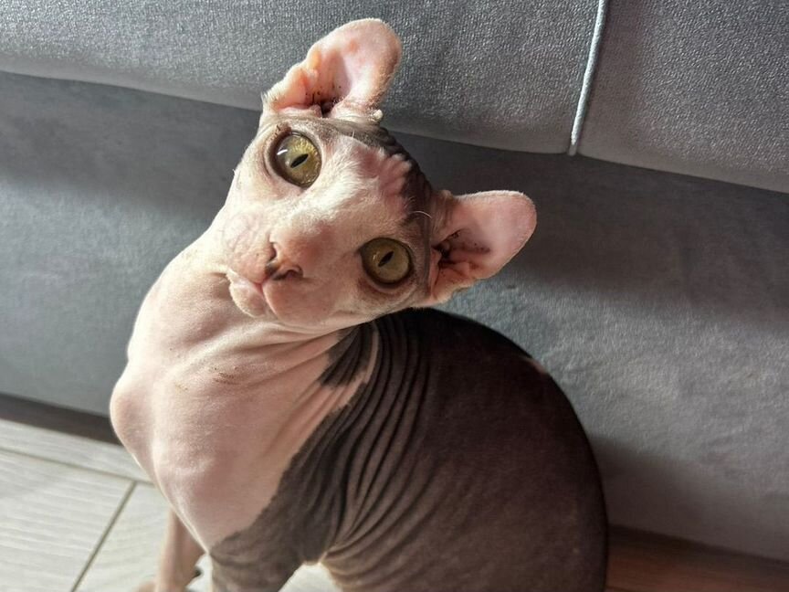Котенок Канадский сфинкс
