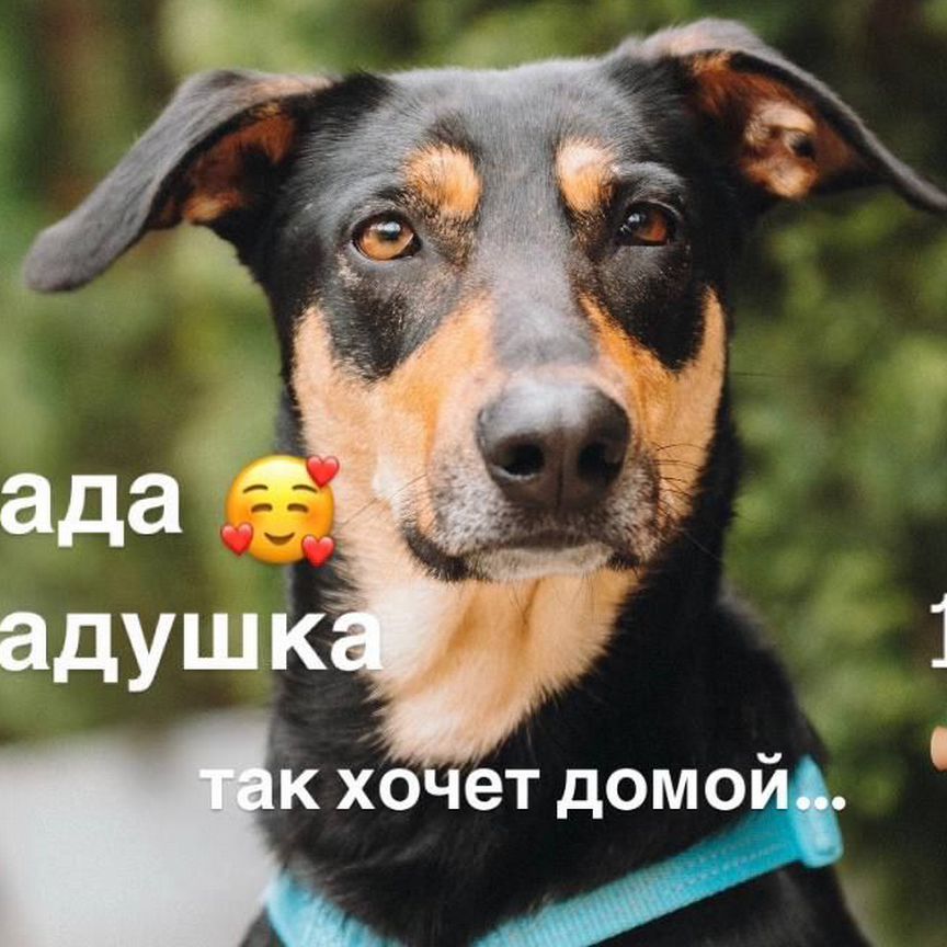 Взрослая собака в добрые руки