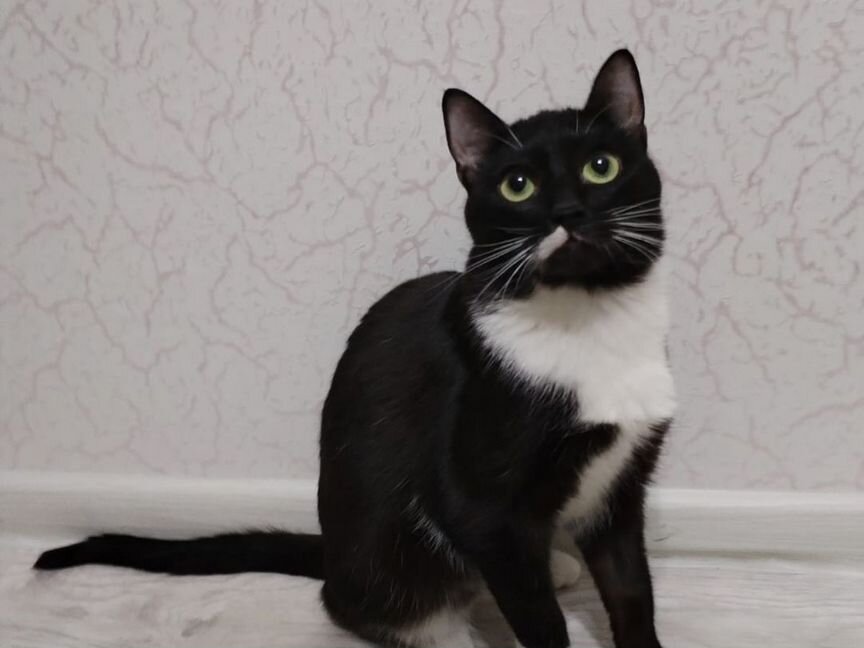 Кошка ласкушка привитая