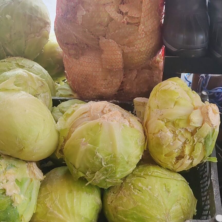 Капуста белокочанная для животных