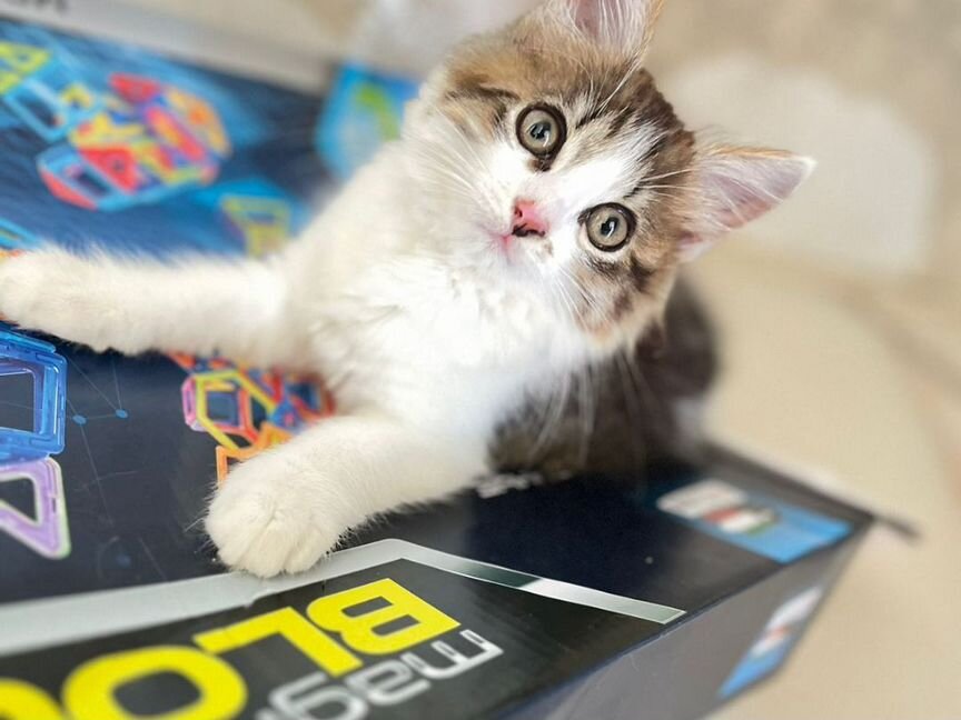 Маленький котенок в добрые руки