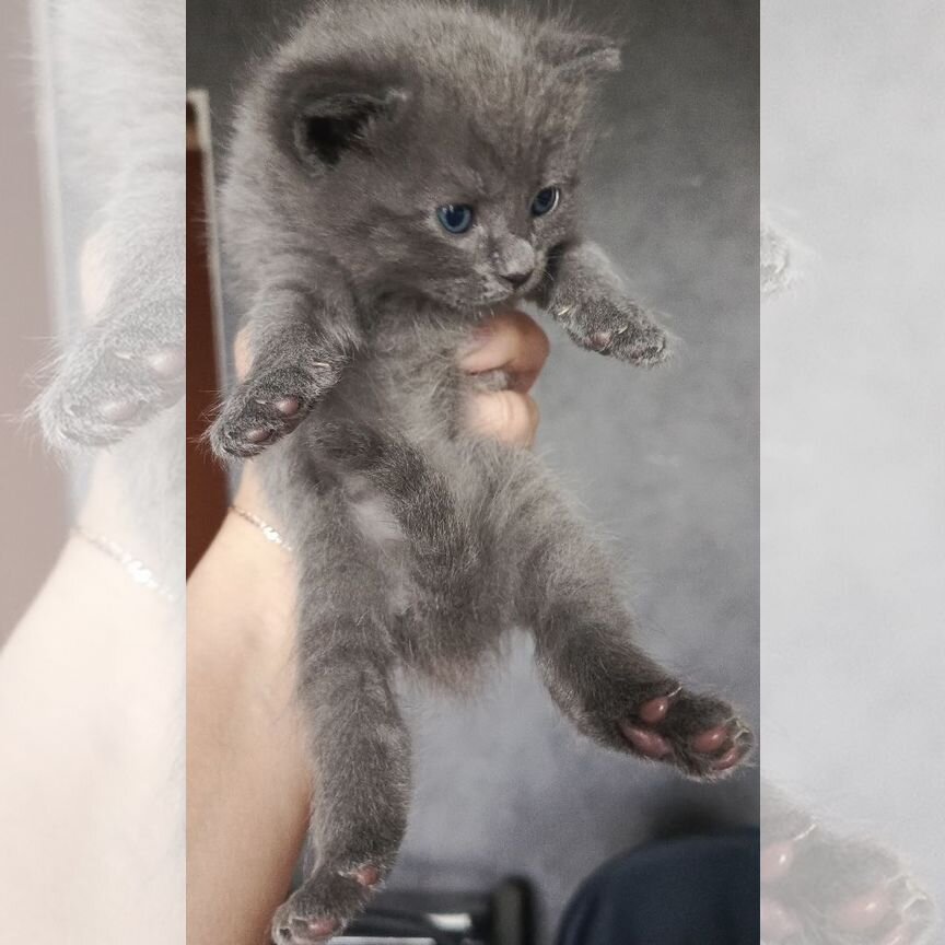 Британский короткошёрстный котёнок