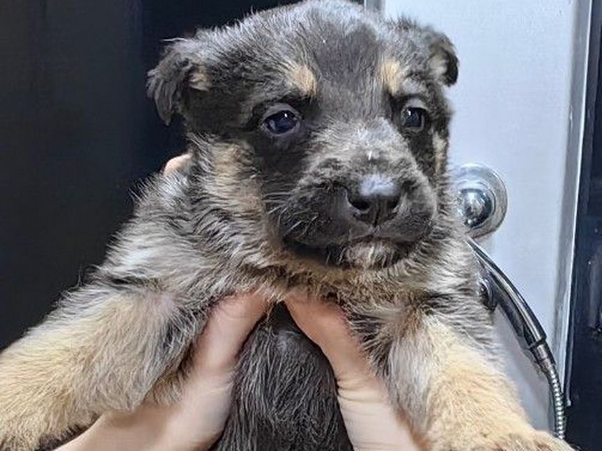 Дочь собаки