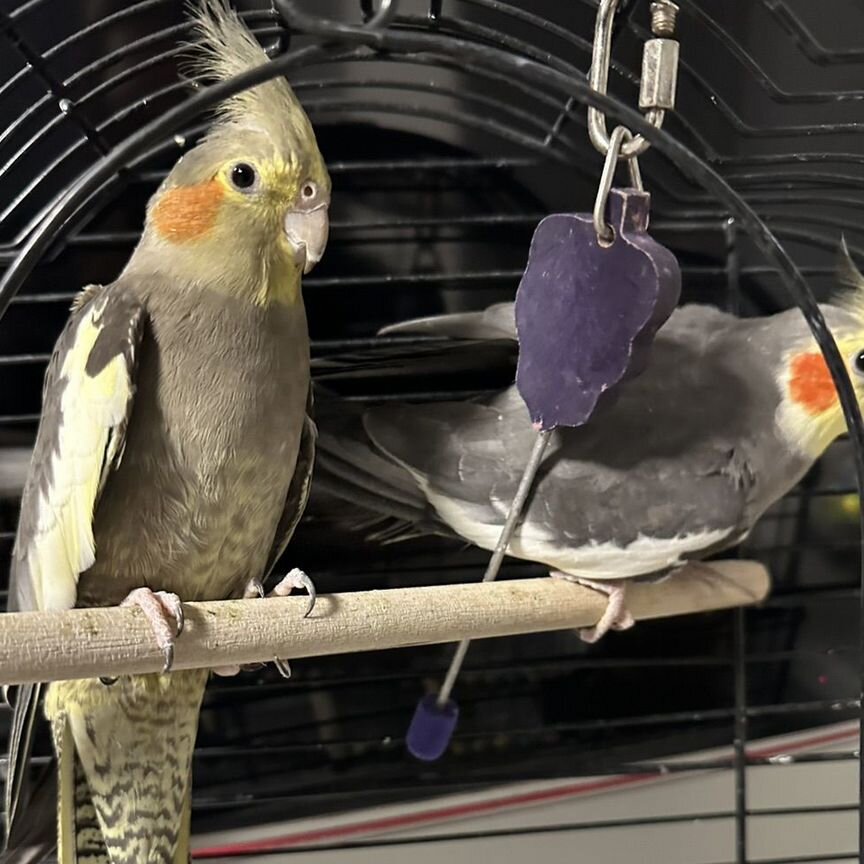 Попугай корелла