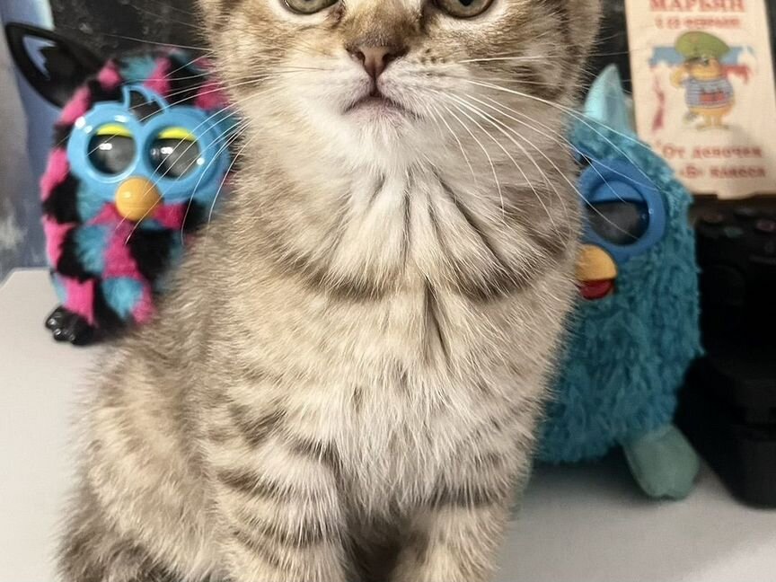 Шотландские котята
