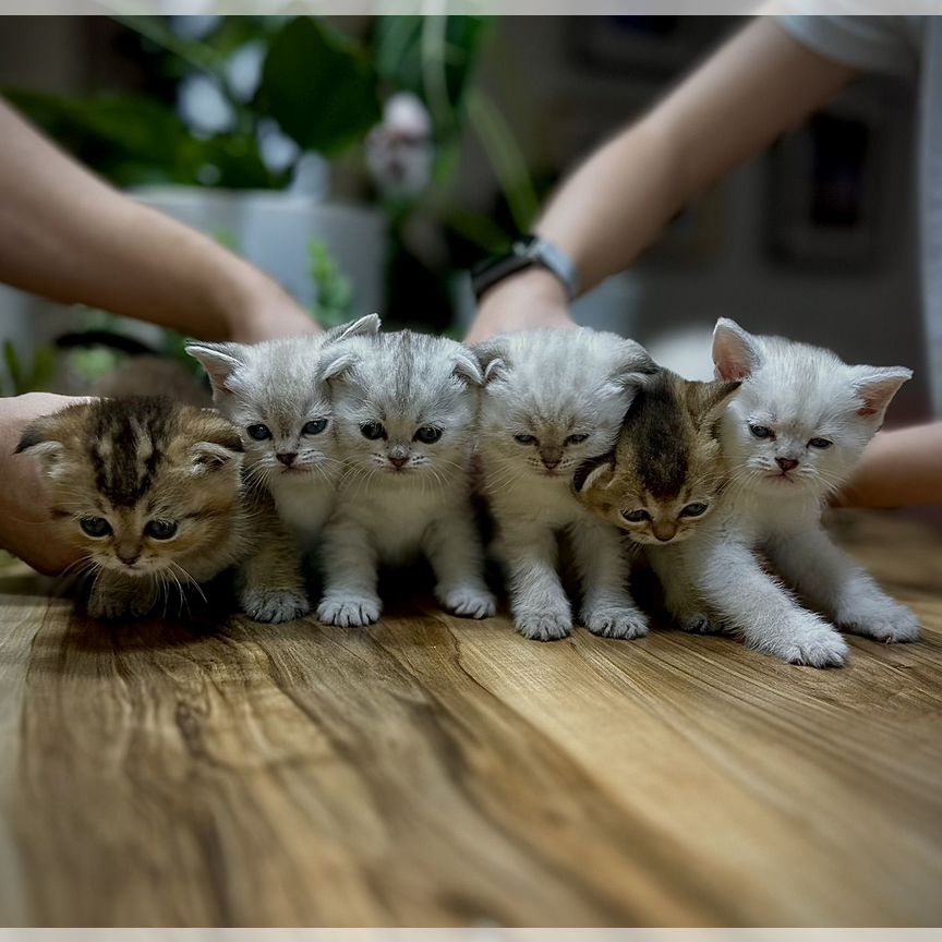 Шотландские котята