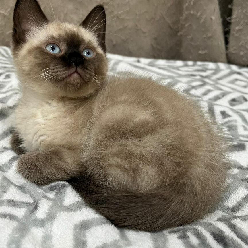 Шотландский котик