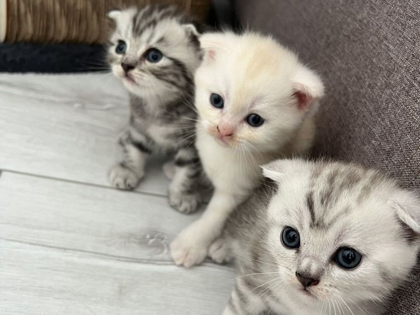 Шотландская вислоухая кошка