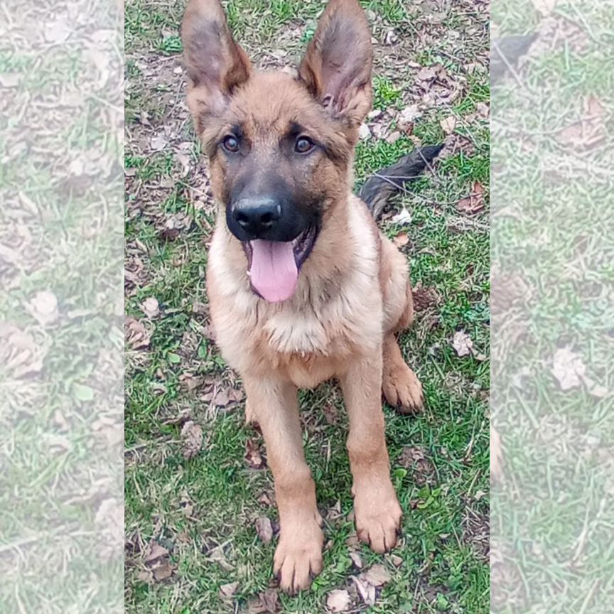 Немецкая овчарка, щенок