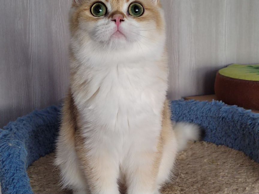 Золотой котик