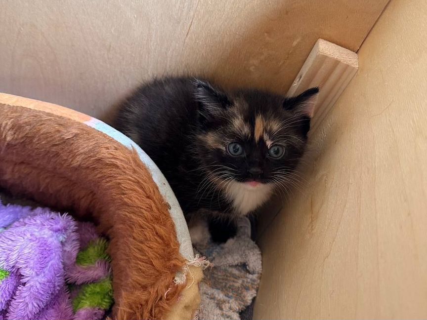 Котёнок 1 месяц Трехцветка Бесплатно