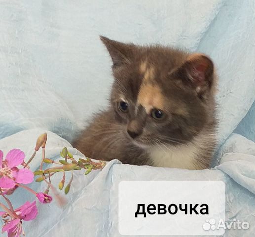 Котёнок девочка голубо-кремового окраса.1,5 мес